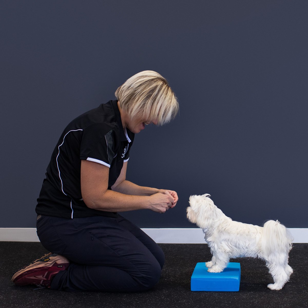 Osteopathy For Dogs - The Dog Osteo
